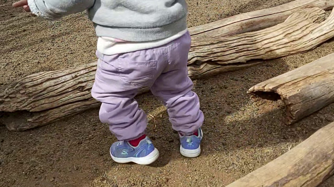 Catching baby goats - chivitos - chivos bebés - YouTube