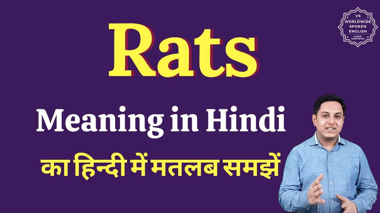 Rats meaning in Hindi | Rats ka matlab kya hota hai | English ...