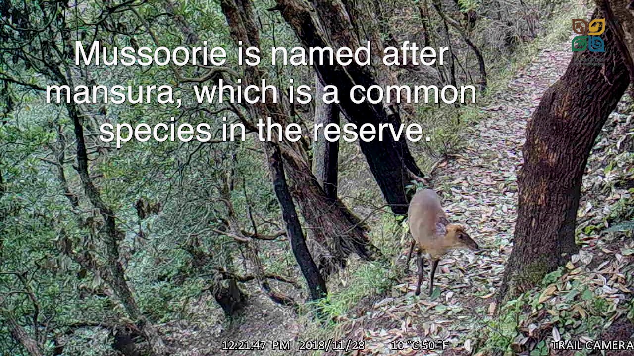 Jabarkhet Nature Reserve - The Mansura Tree - YouTube