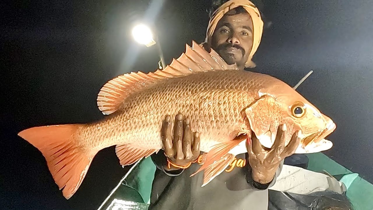 Catching Eel Fish, Mangrove Jack & Grouper Fish in the Deep Sea - YouTube