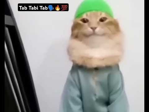 Tab Tabi Tab Arabic cat meme #cat #meme #trending #viralvideo