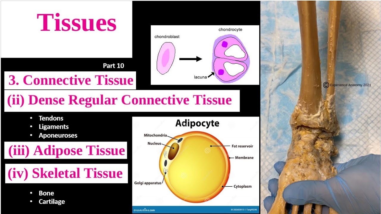 ligament | tendon | bone | cartilage | adipocytes | dense connective ...