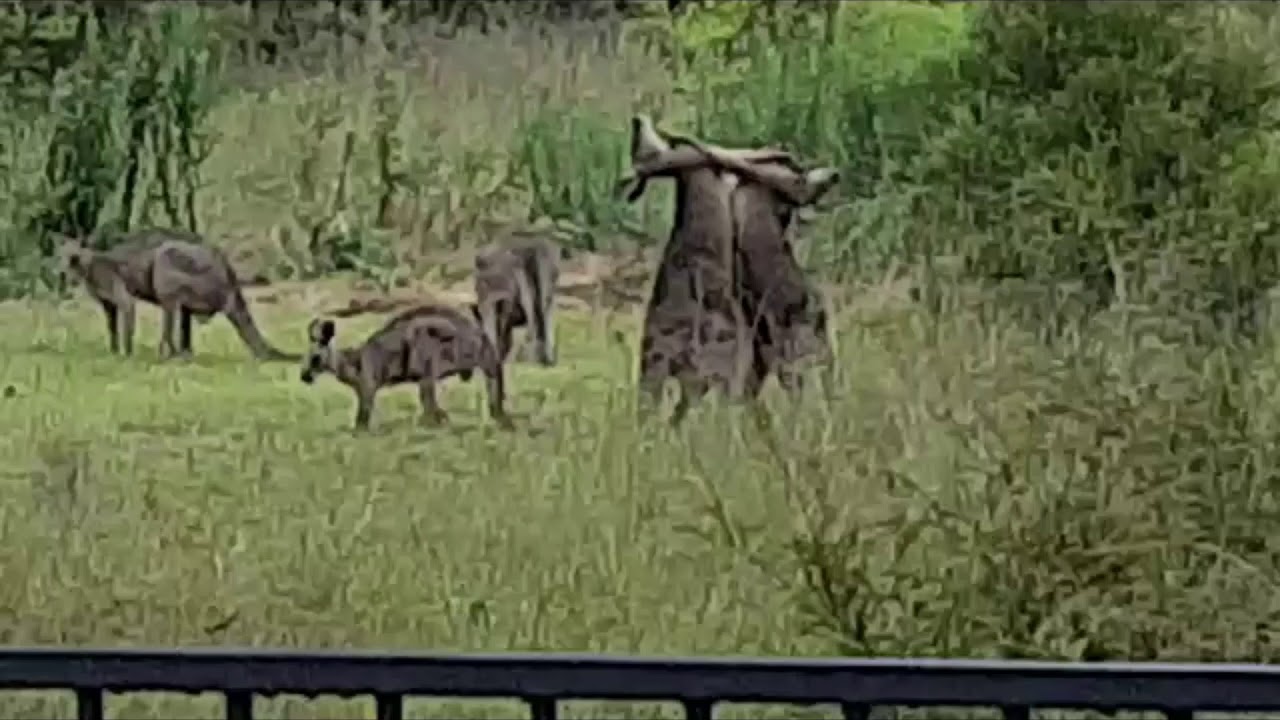 Kangaroos boxing on boxing day - YouTube