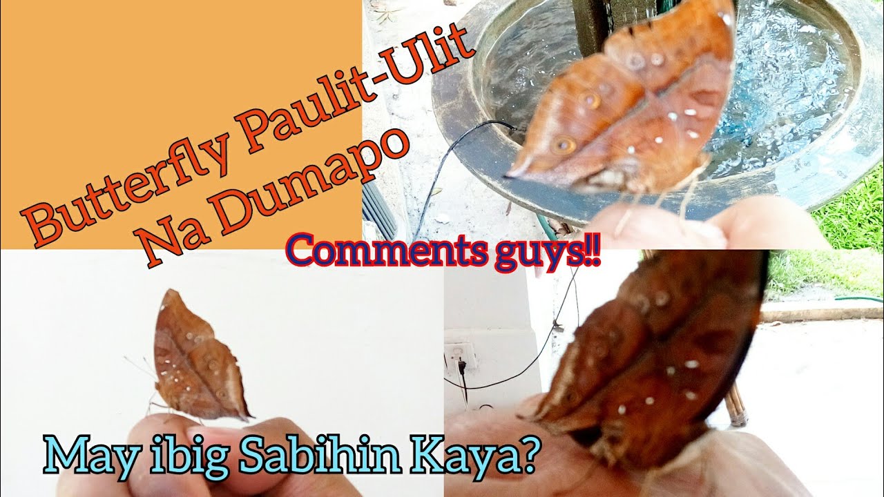 Swerte ba pag dumapo ang Butterfly o Paru-Paru sayo o may ibang ibig ...