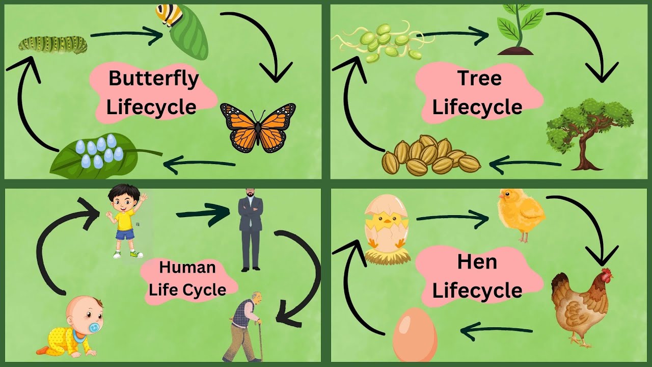 Lifecycle | Butterfly | Human |Frog | Hen | Preschool learning #animals ...