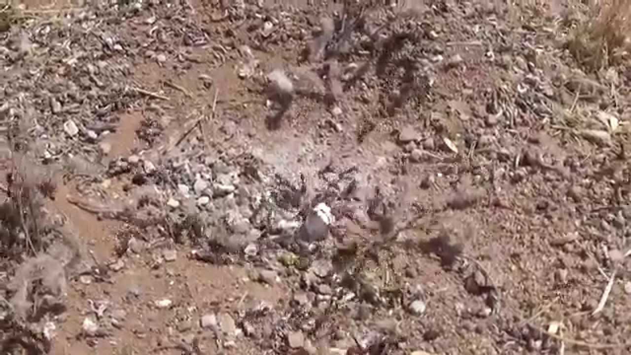 Killing Ants using KAPUR AJAIB aka Magic Chalk - YouTube