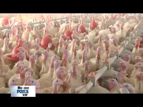 BU İSTE PARA VAR HİNDİ