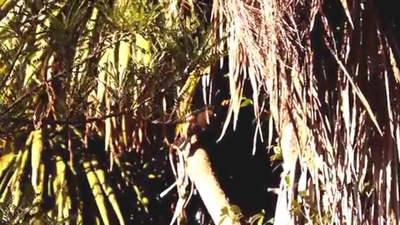 Duster the Budgie - Wild Bird Friends - Young Tui - YouTube