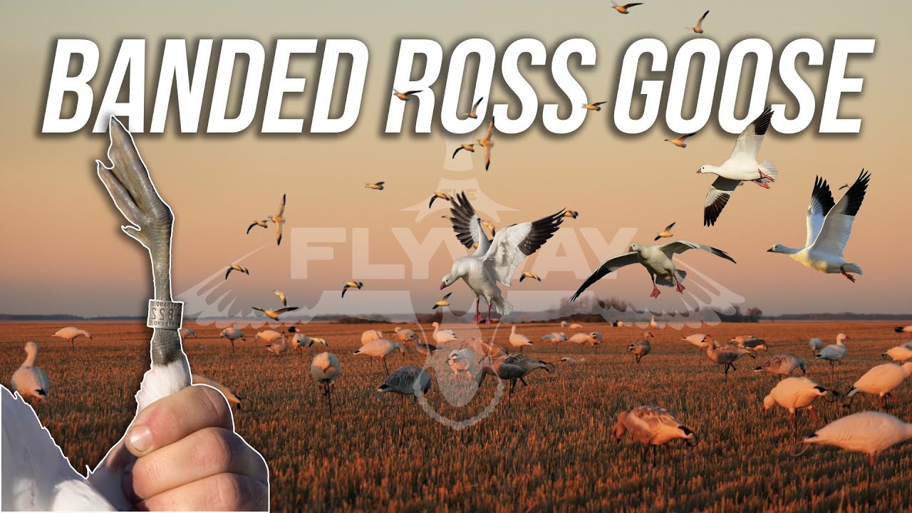 Insane Snow Goose hunt (Banded Ross) | Goose Hunting Canada - YouTube