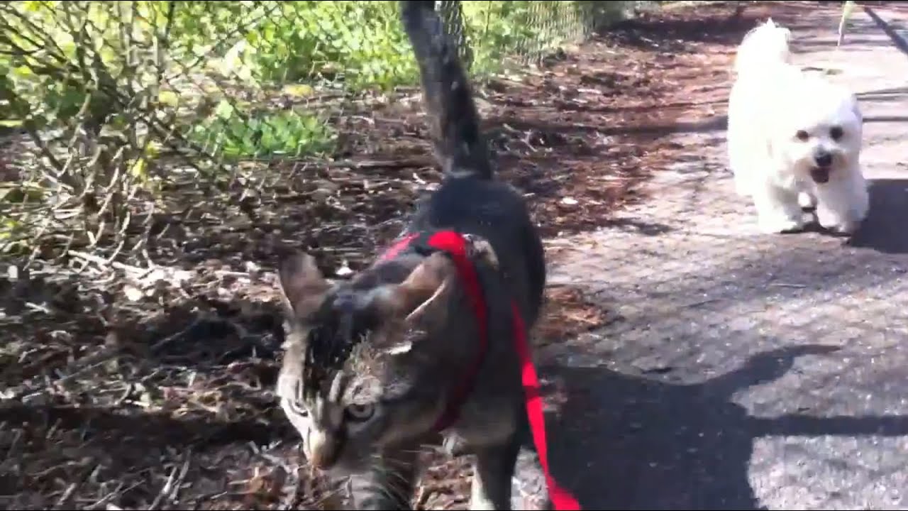 Cat Walks the Dog - YouTube