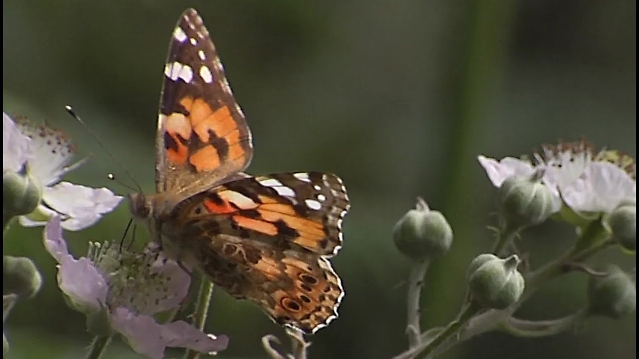 lépidoptères: les papillons - YouTube