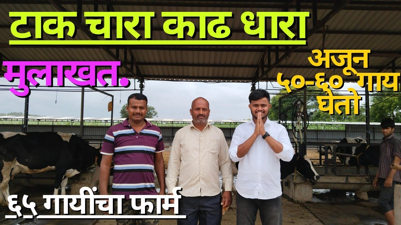 मुलाखत दुग्ध व्यवसाय/गाय पालन //cow farming interview//महिन्यात. 💰 ...