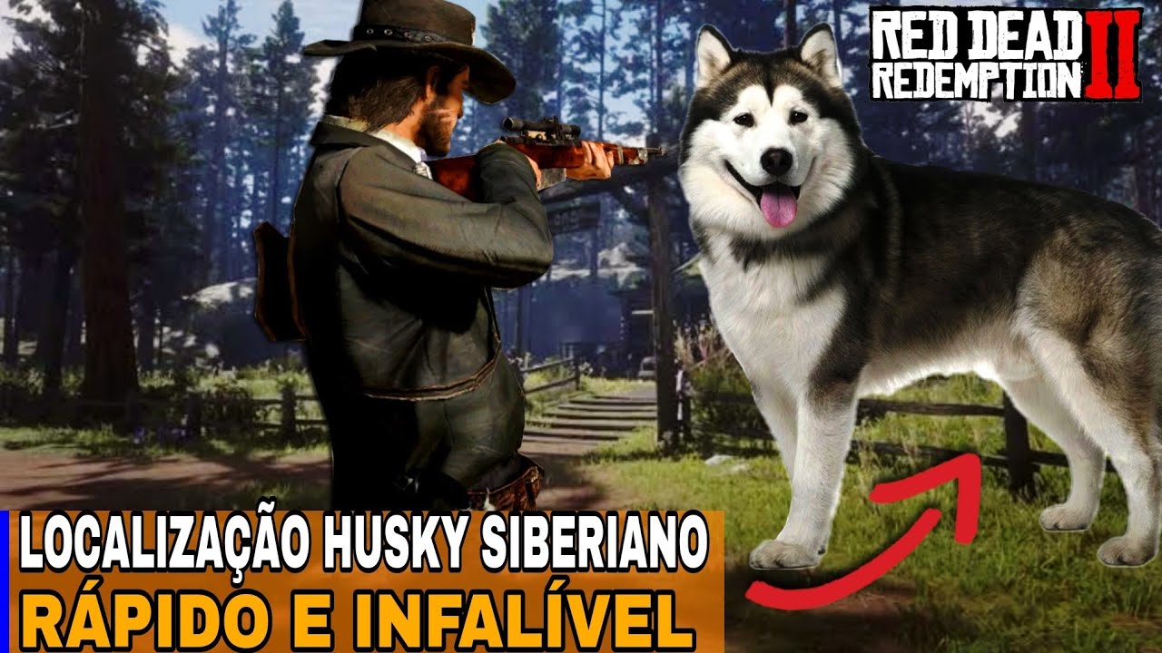 Como encontrar Husky Siberiano em Red dead redemption 2 | Localização ...