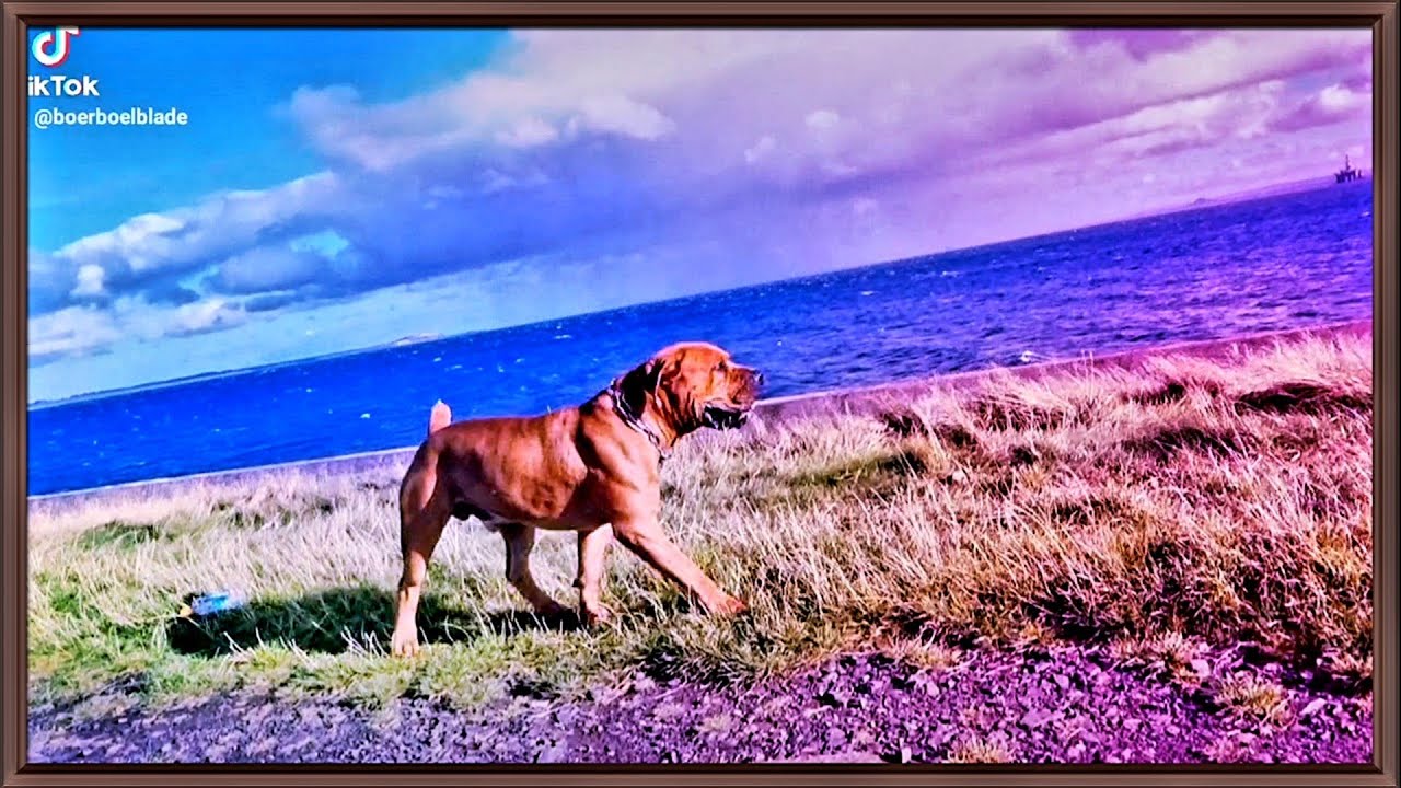 boerboel blade & aria tiktok 196 - YouTube