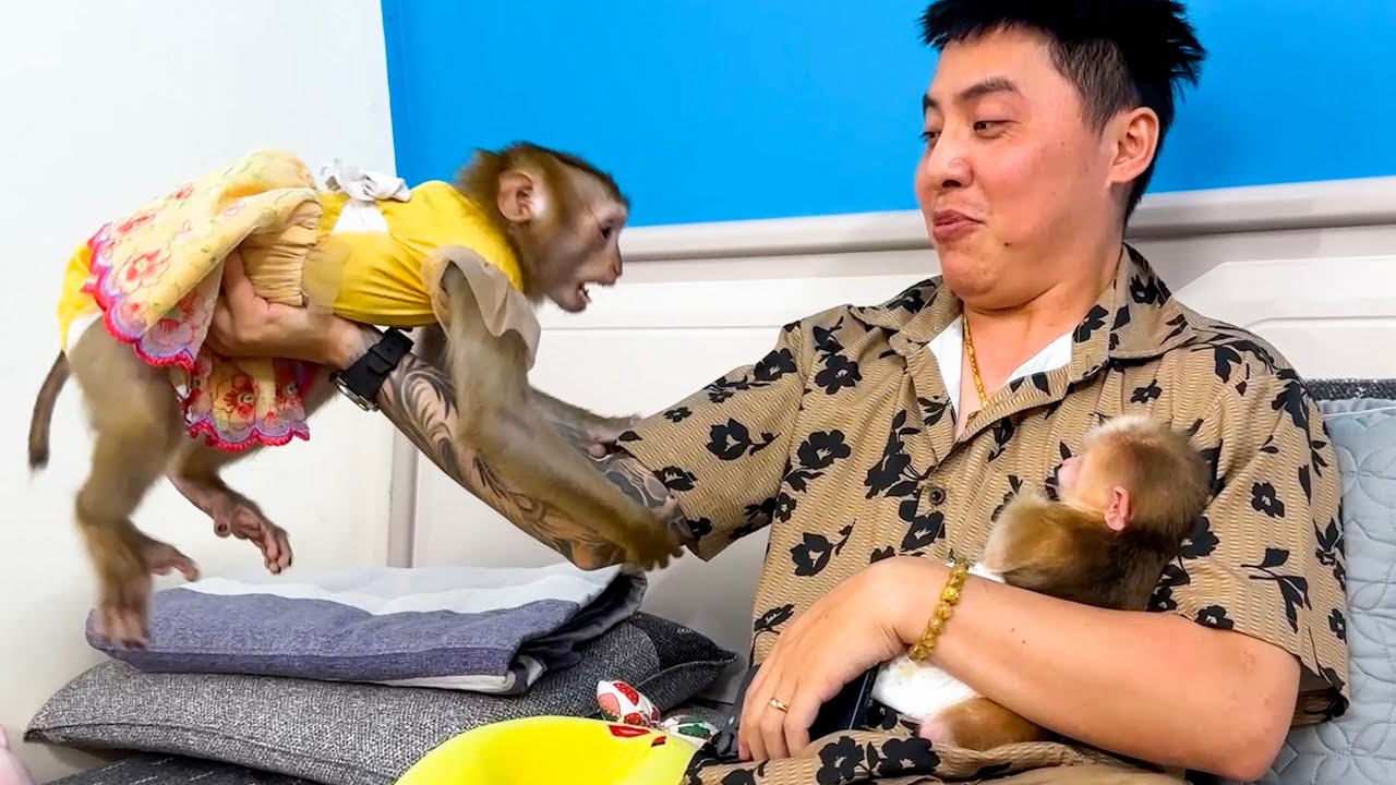 Monkey Kaka is jealous when he sees Monkey Mit being hugged by dad ...