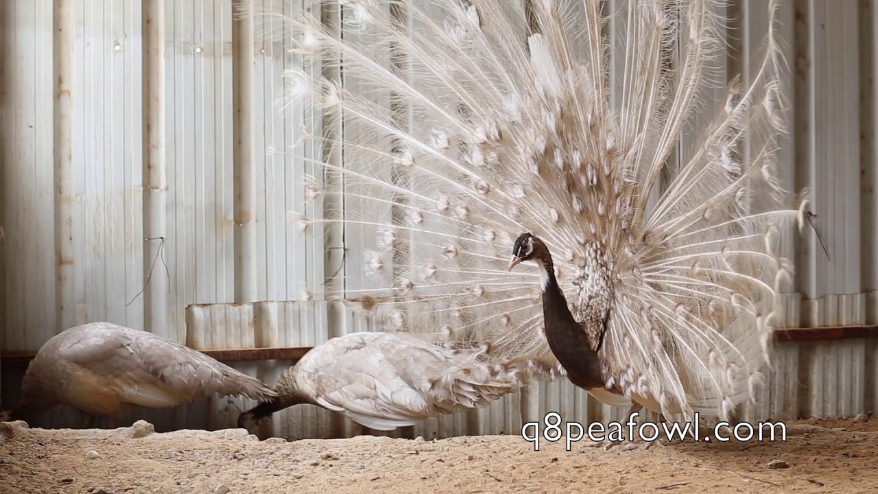Some Rare Peacocks Colors We Raise At Our Farm بعض ألوان الطاووس النادرة في مزرعتنا Youtube