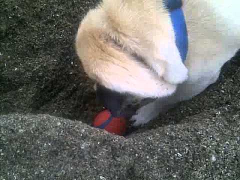 Pug frustrated at the beach - YouTube