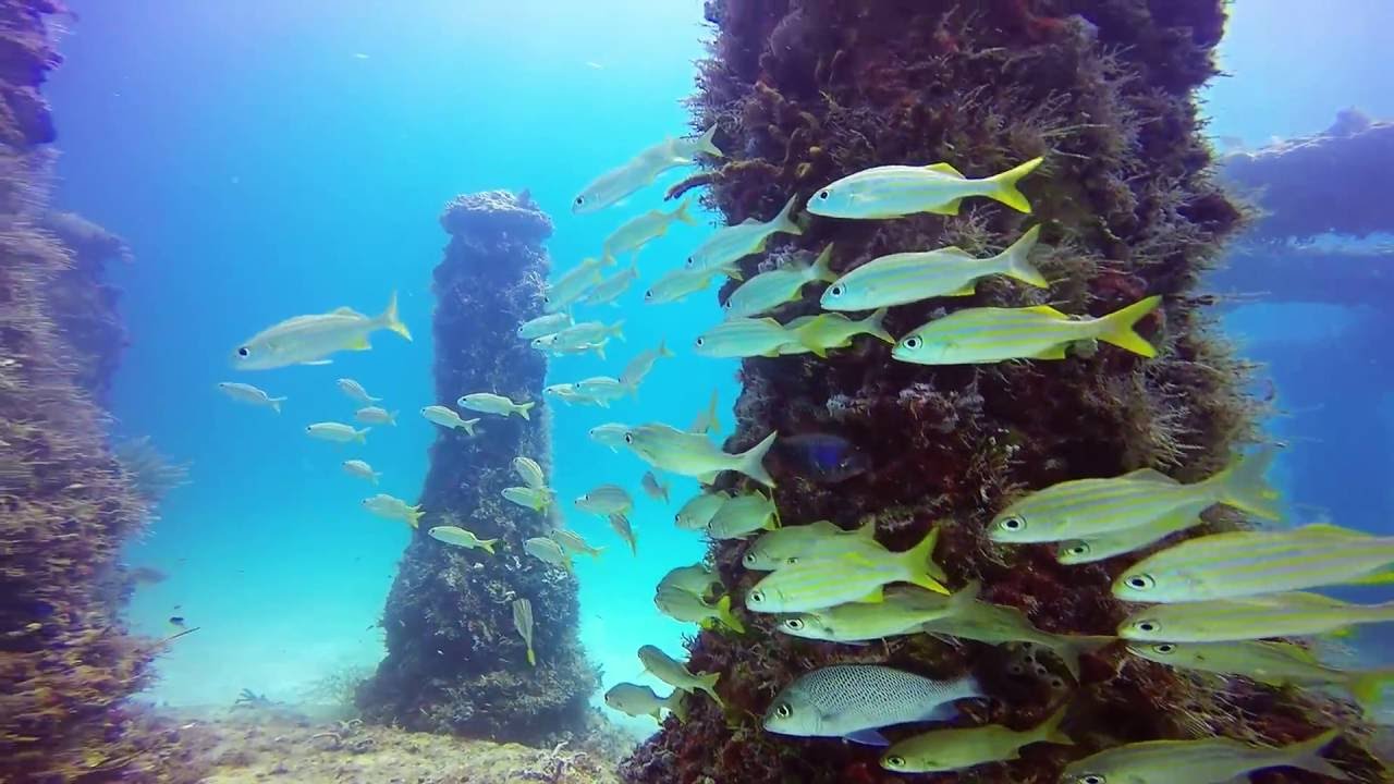 Neptune Memorial Reef - Should you be Scared. - YouTube