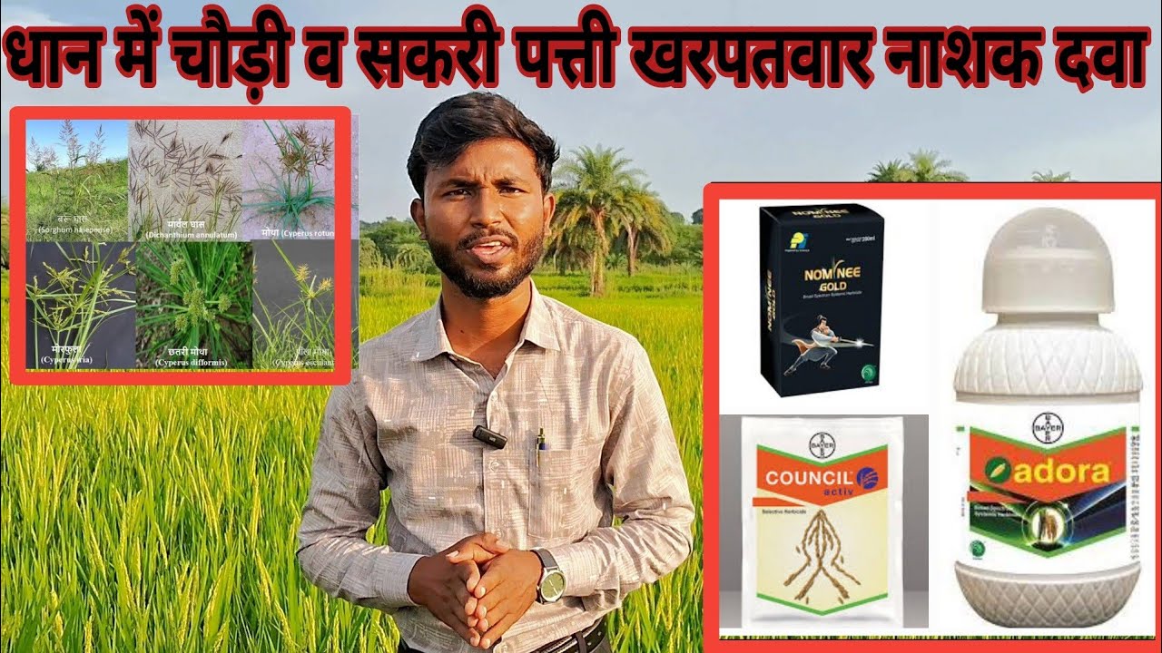 धान में चौड़ी व सकरी पत्ती खरपतवार नाशक दवा नॉमिनी गोल्ड Bayer Adora ...