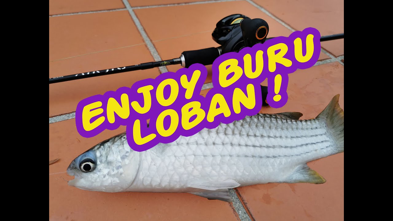 Mancing ikan loban ekor kuning/tamok/squaretail mullet - YouTube