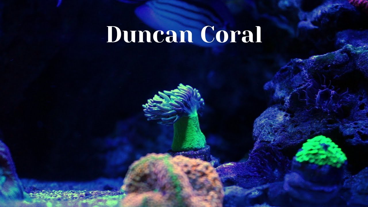 Duncan Coral Care Tips - YouTube