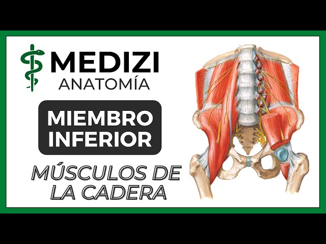 Anatomía De Los Músculos Y Tendones De La Cadera.