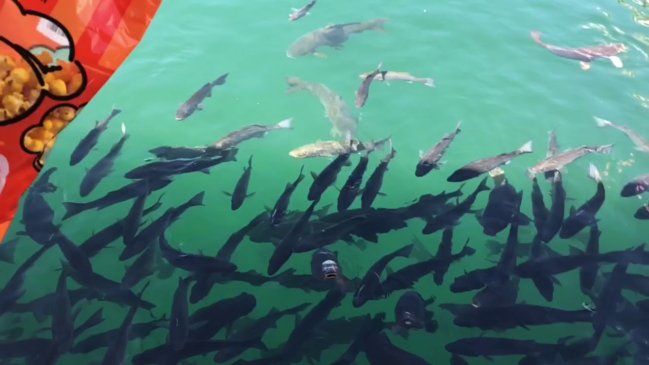 not catching fish - YouTube