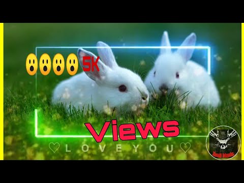 best status video chutti rabbit tamil music