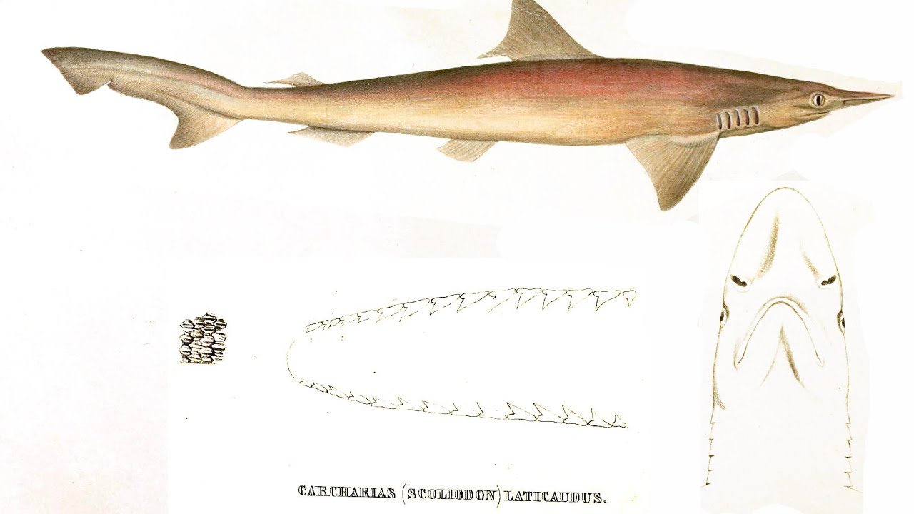 digestive system of scoliodon-bsc-3rd year - YouTube