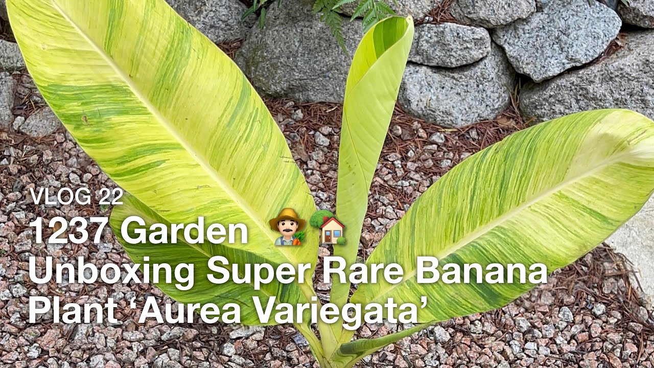 1237 Garden - VLOG 22 - Unboxing Super Rare Banana Plant ‘Aurea ...