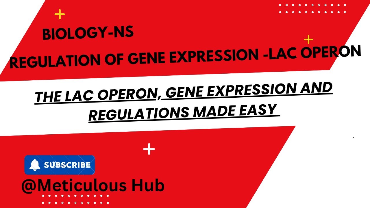 Lac Operon Explained | Regulation of Gene Expression | Made Simple ...