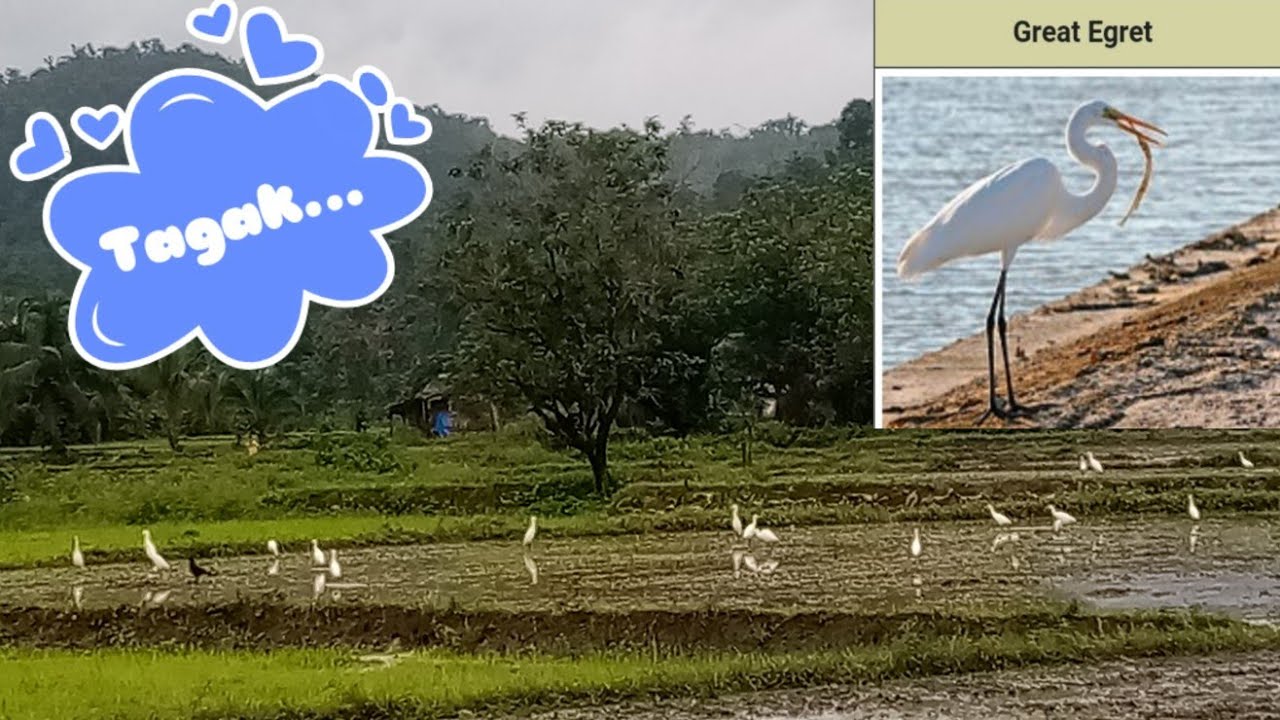 #tagak #egret Heron|Egret|Tagak - YouTube