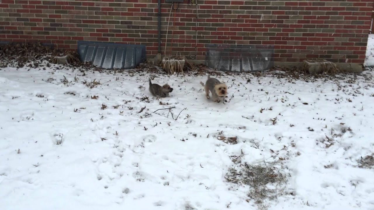 Murphy's Snow Day - YouTube