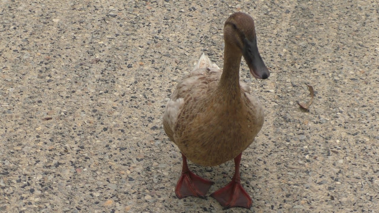 Duck Protest In Park 2020 - YouTube