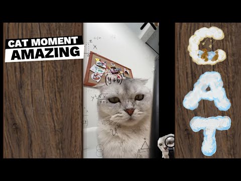 Best HACKS from Sonya | SONYAKISA8 TT #cat #cats