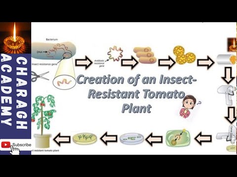 Creation of an Insect-Resistant Tomato Plant || GMOs || Plant ...