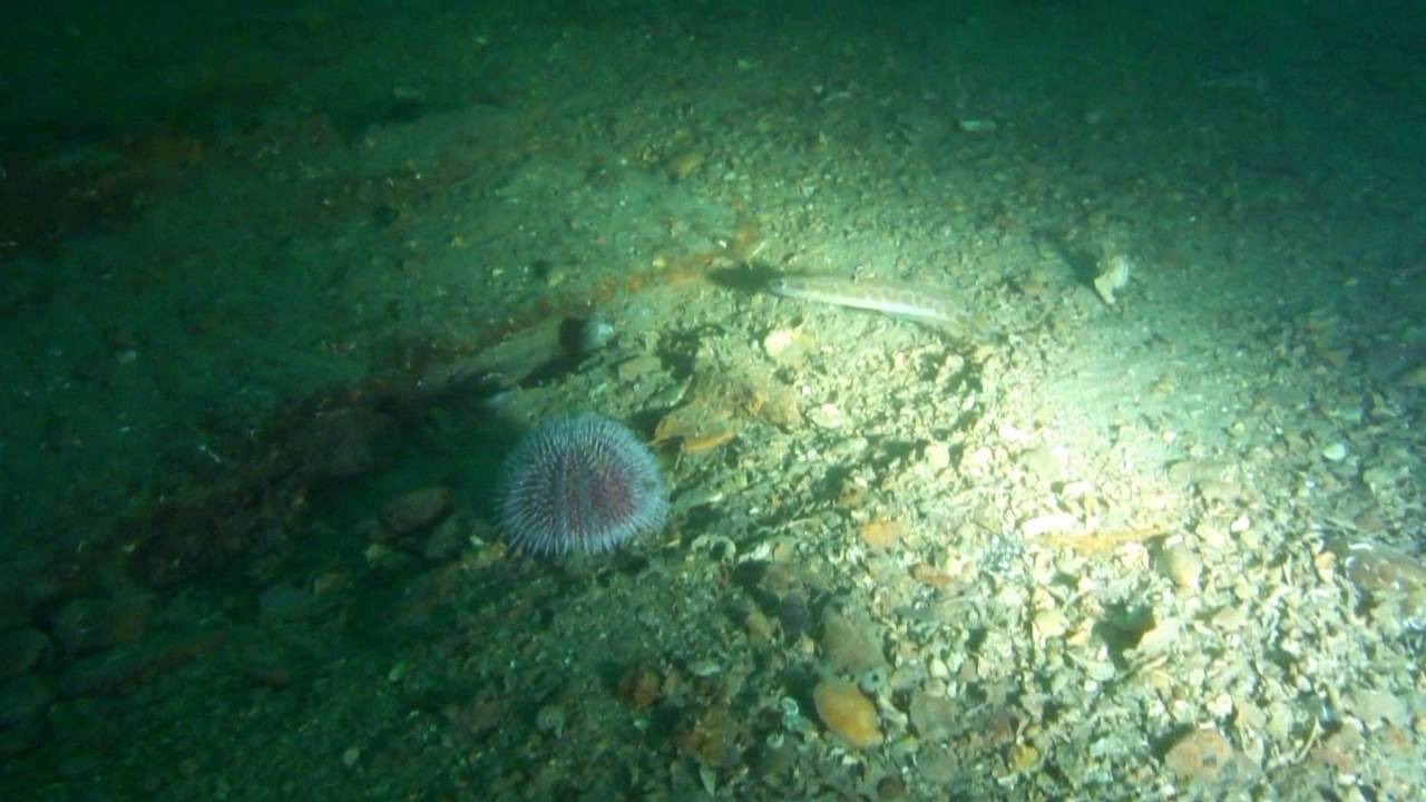 Bayern Turrets - Scapa Flow 27-05-2016 - YouTube