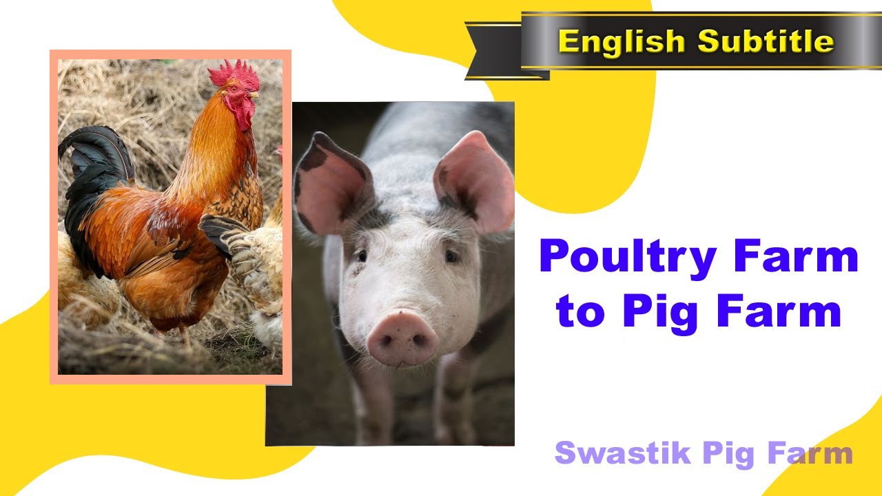 Converting Poultry Farm to Pig Farm ll Swastik Pig Farm - YouTube