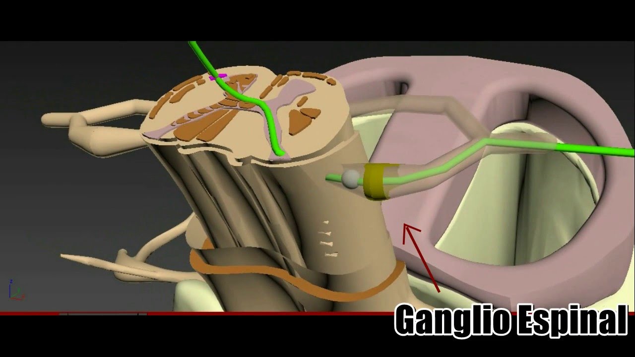 Via del tacto simple o protopatico - YouTube