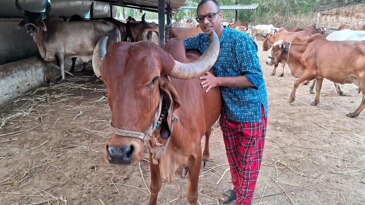 6 Best Ways to Know a Desi Cow, Key Features of an Indian Desi Cow, How ...