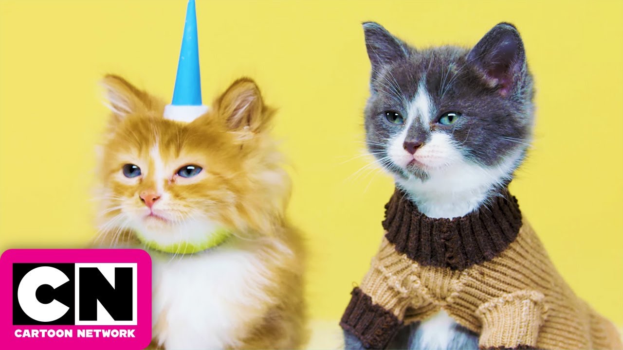 Gumball and Unikitty as Real Life Kitties | Cartoon Network - YouTube