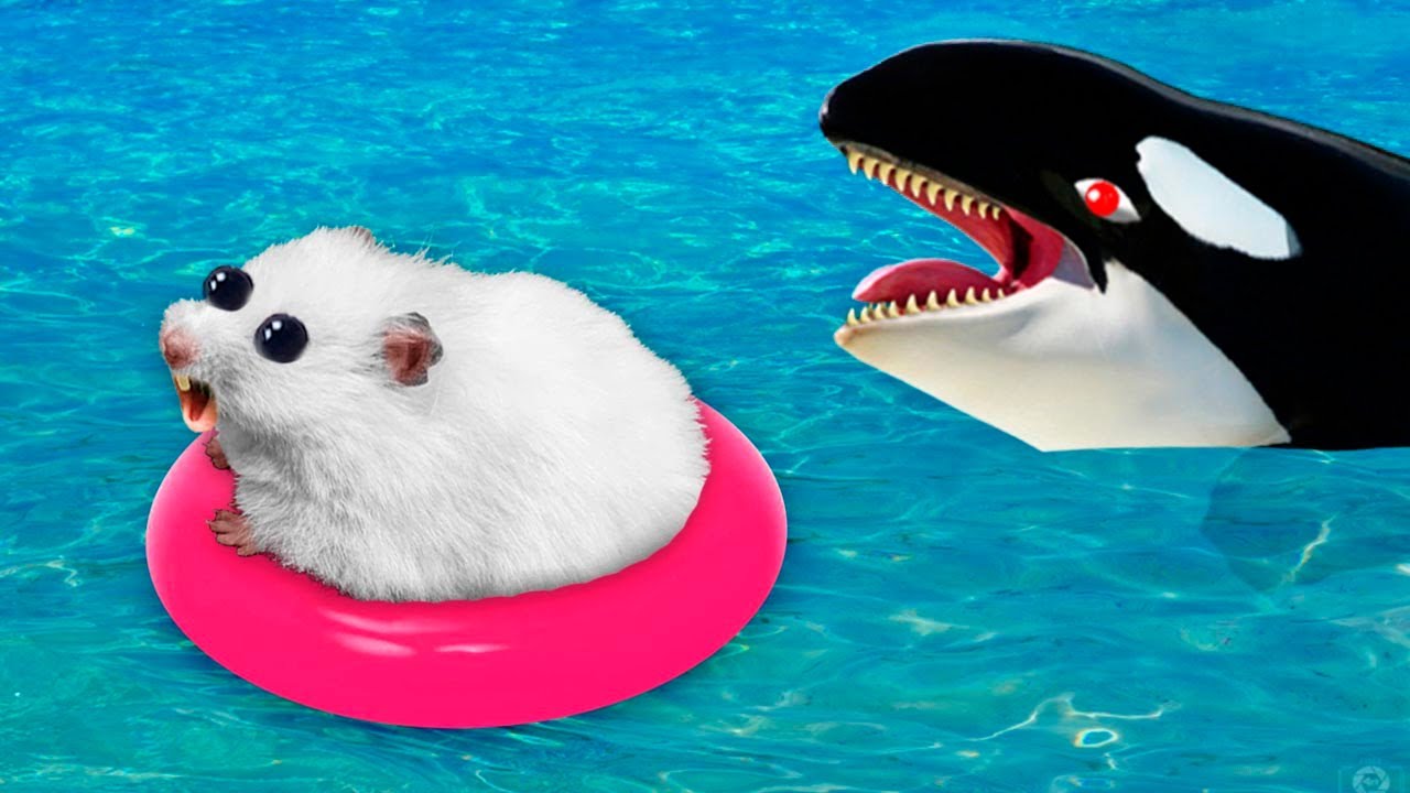 🐋 ORCA - Hamster Maze with Traps ☠️ [OBSTACLE COURSE] - YouTube