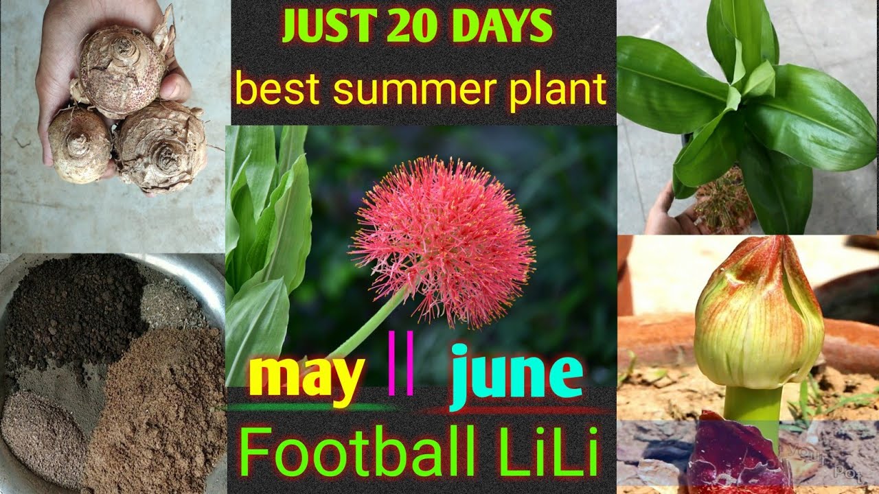 🌱How To Grow Football Lily Plant||Football Lily Plant Ko Kaise Lagaye ...