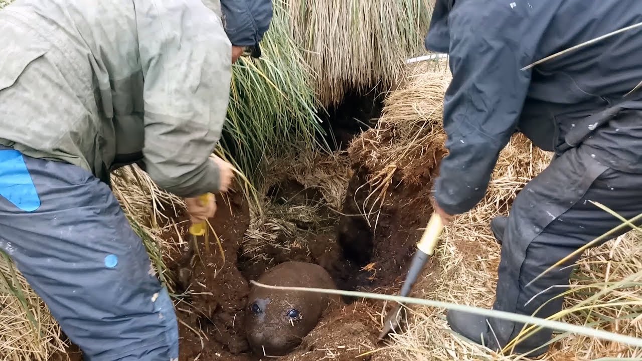 ELEPHANT SEAL RESCUE - SAVING TAMA - YouTube