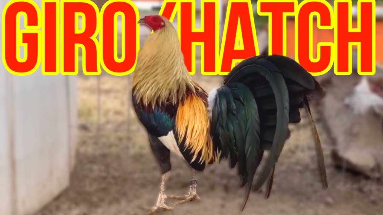 LOS GIRO HATCH.... - YouTube