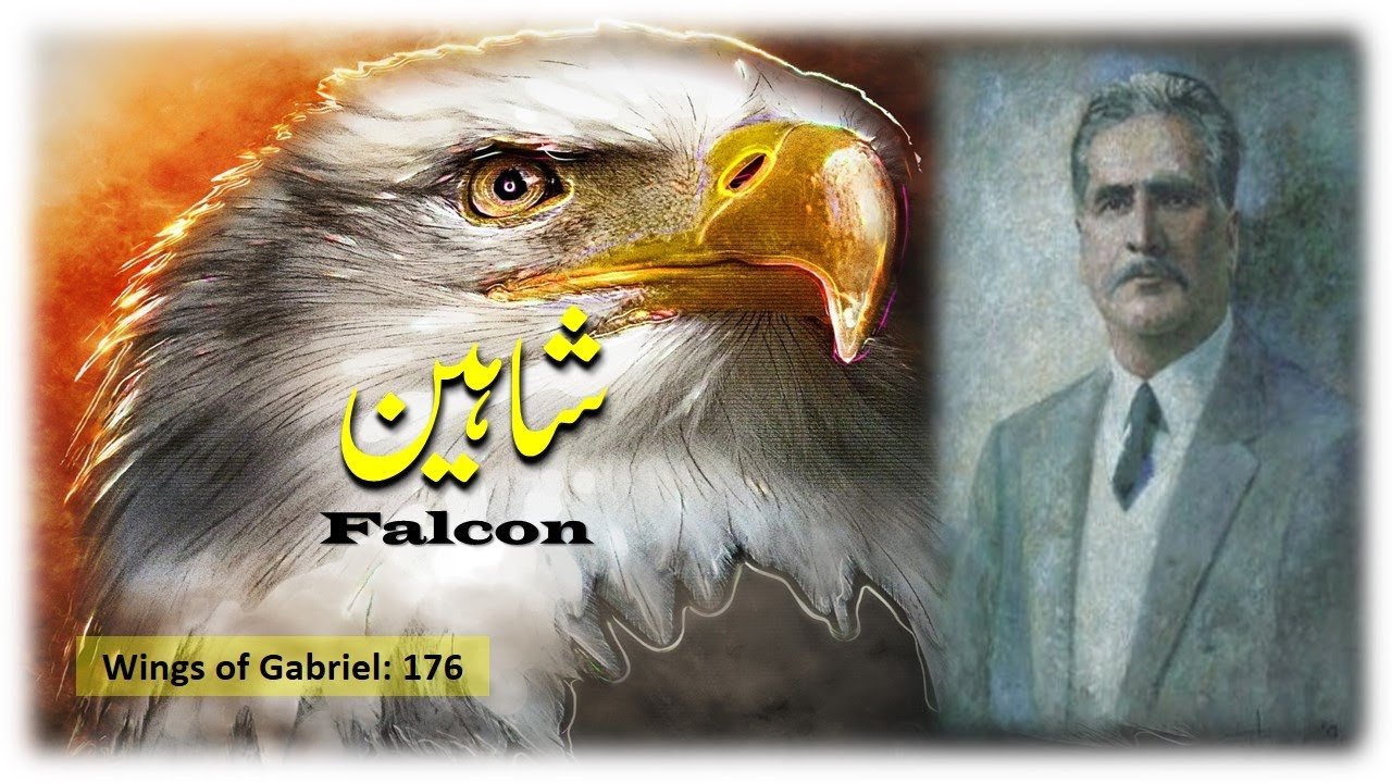 Bal e Jibril 176 | The Falcon | Shaheen Allama Iqbal | Iqbaliyat ...