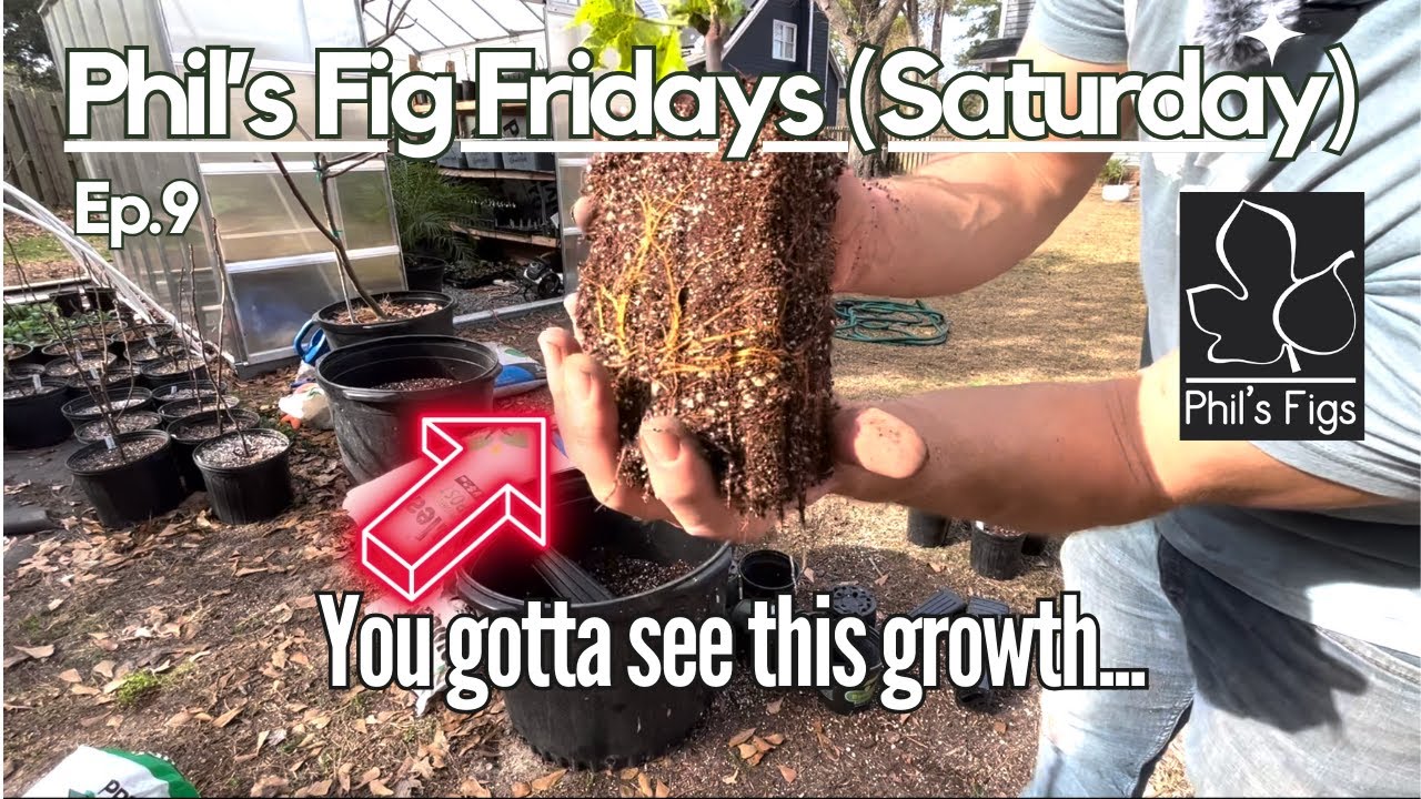 Fig Propagation: Up-potting and potting your fig cuttings! - YouTube