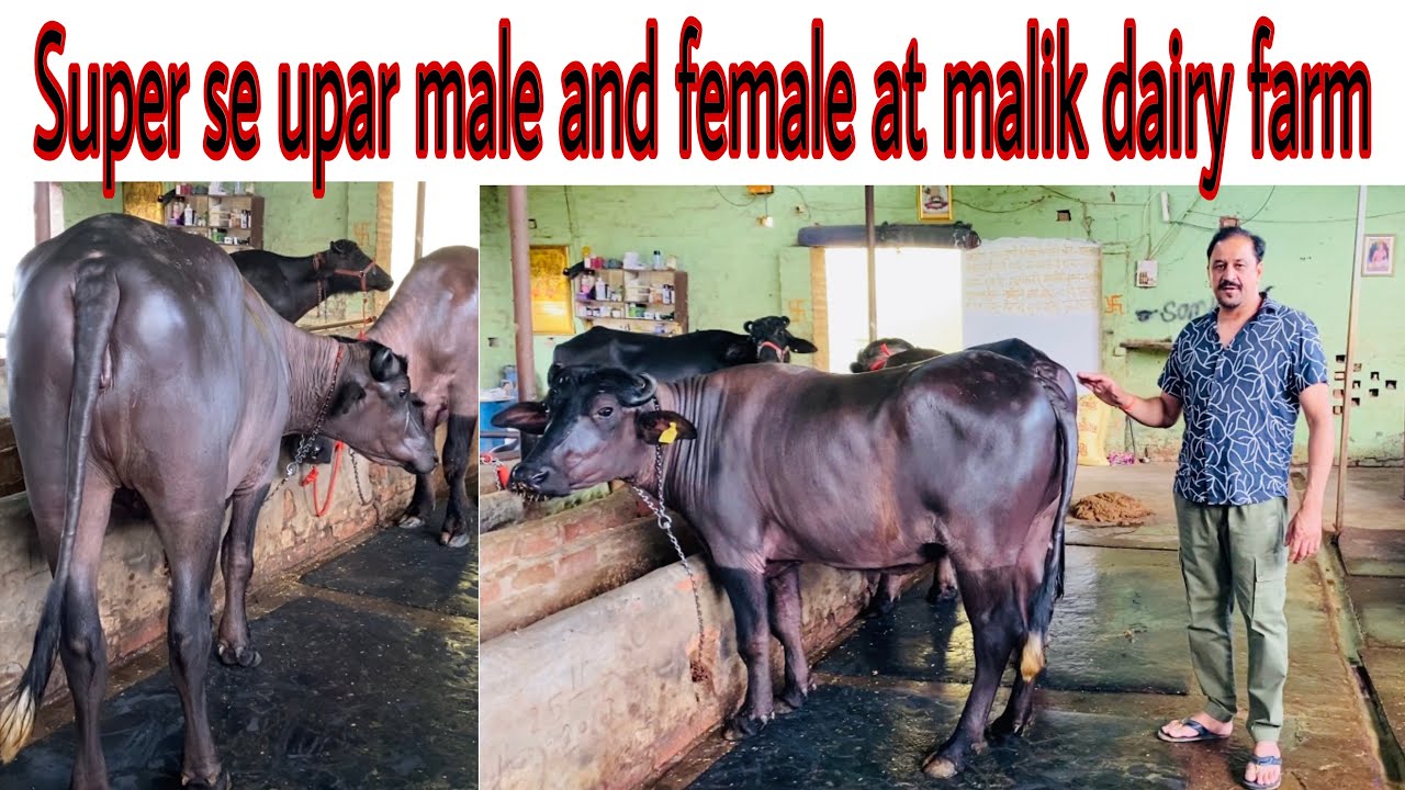Super se upar male and female at malik dairy farm ️ - YouTube