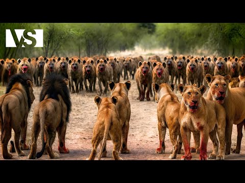 LIONS VS HYÈNES | Le Combat le Plus Brutal de la Savane Africaine - Documentaire Animalier