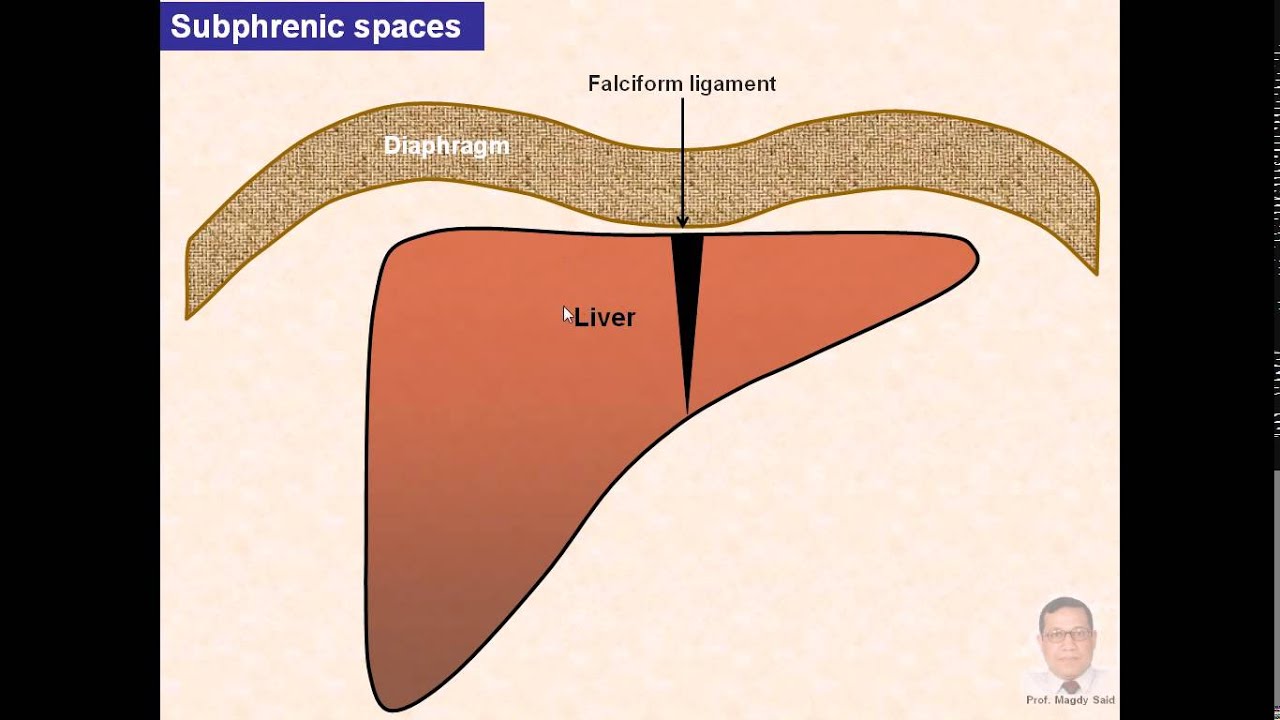 Magdy Said,Anatomy Series,Abdomen,12-subphrenic spaces and paracolic ...